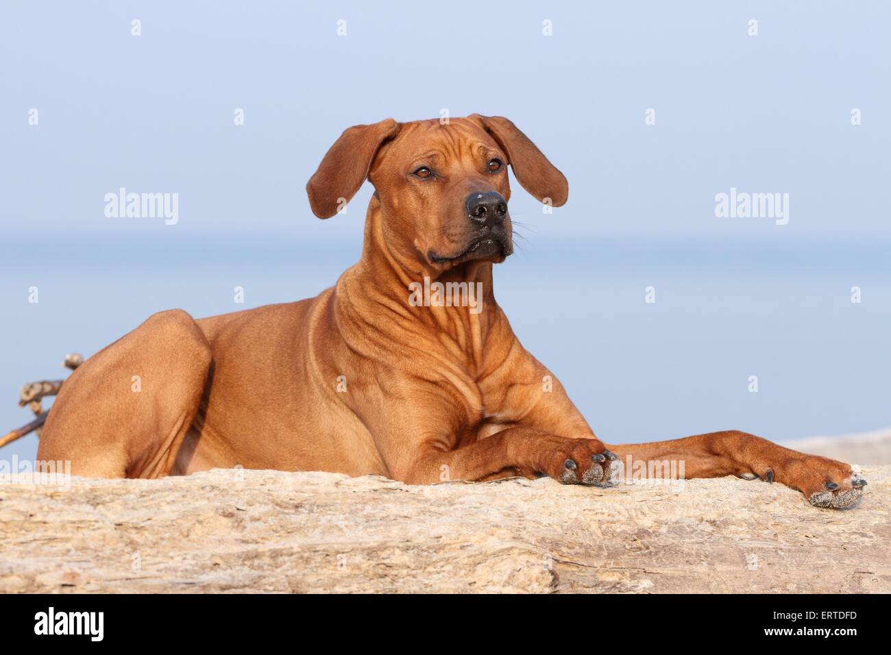lying Rhodesian Ridgeback Stock Photo - Alamy