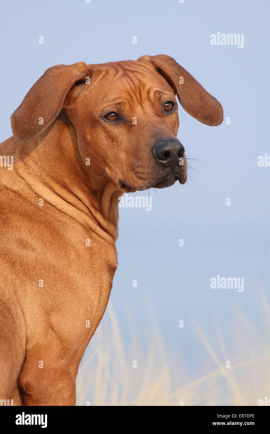 Rhodesian Ridgeback Portrait Stock Photo - Alamy