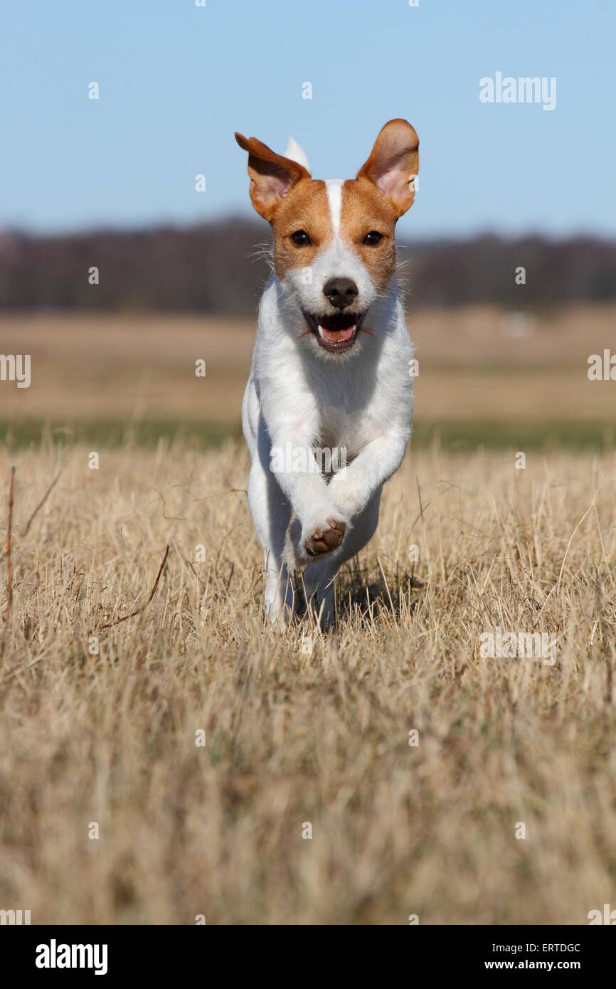 running Parson Russell Terrier Stock Photo - Alamy