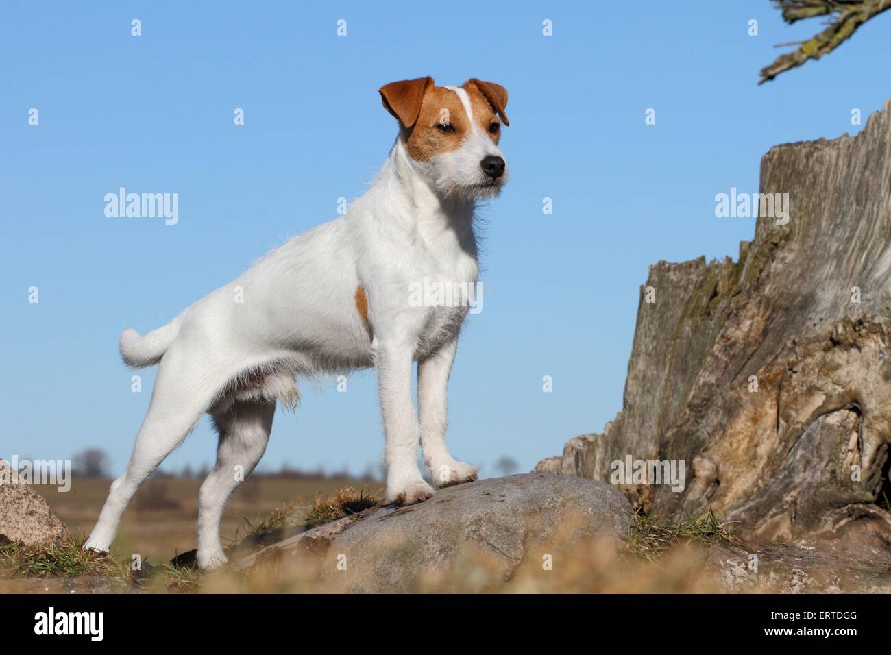 Parson Russell Terrier Stock Photo - Alamy