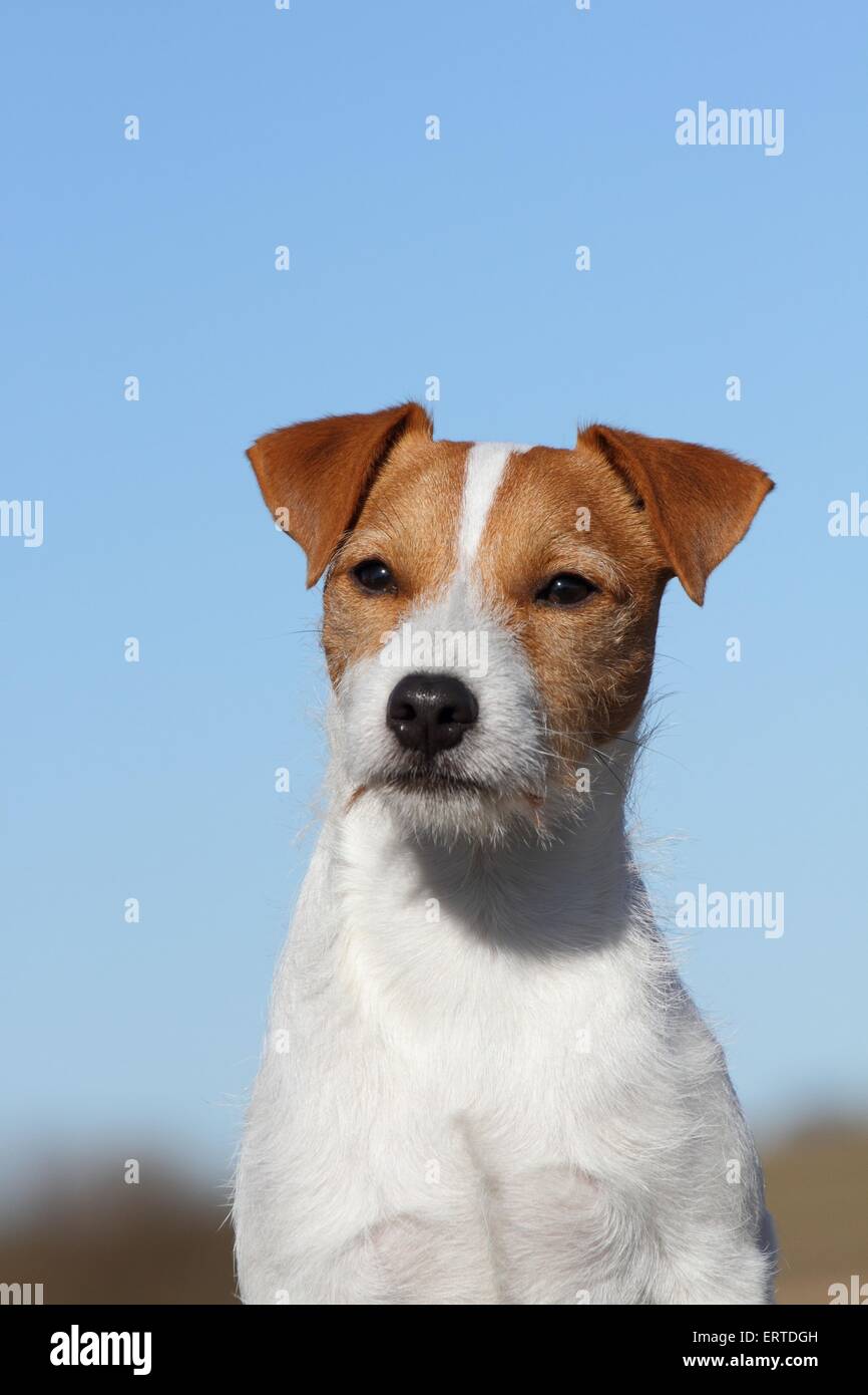 Parson Russell Terrier Portrait Stock Photo - Alamy