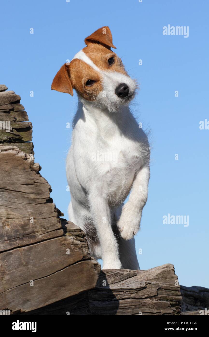 Parson Russell Terrier Stock Photo - Alamy