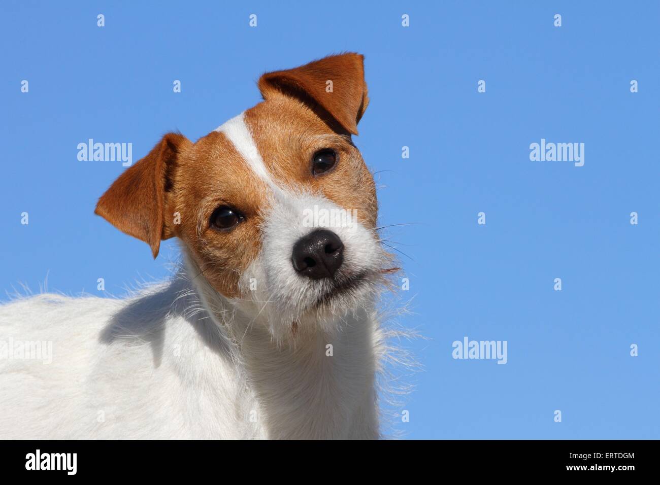 Parson Russell Terrier Portrait Stock Photo - Alamy