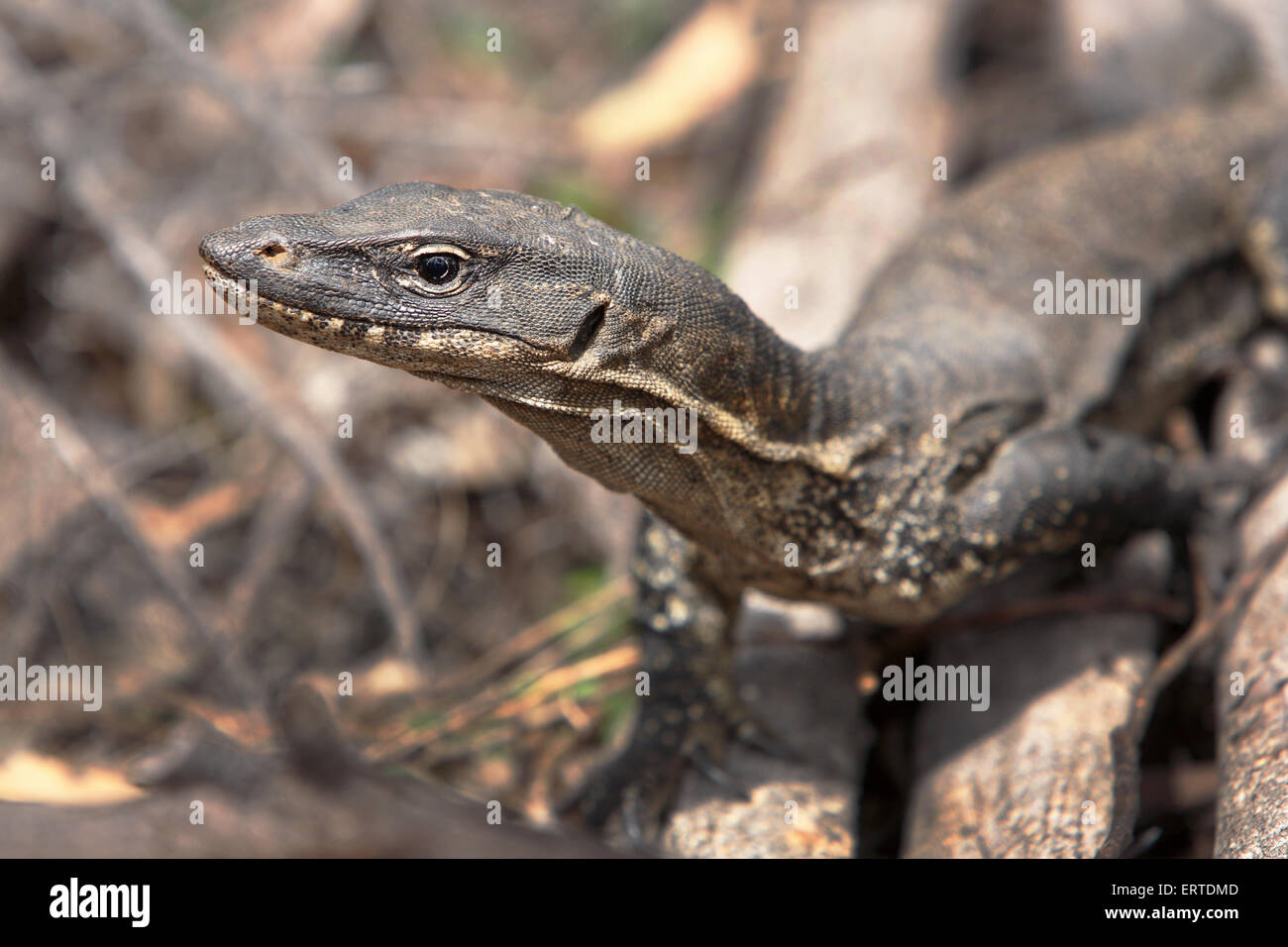 Goanna australia hi-res stock photography and images - Alamy