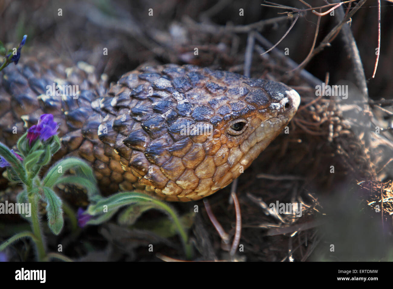 Shingleback lizzard (Tiliqua rugosa). Flinders Ranges, South Australia ...