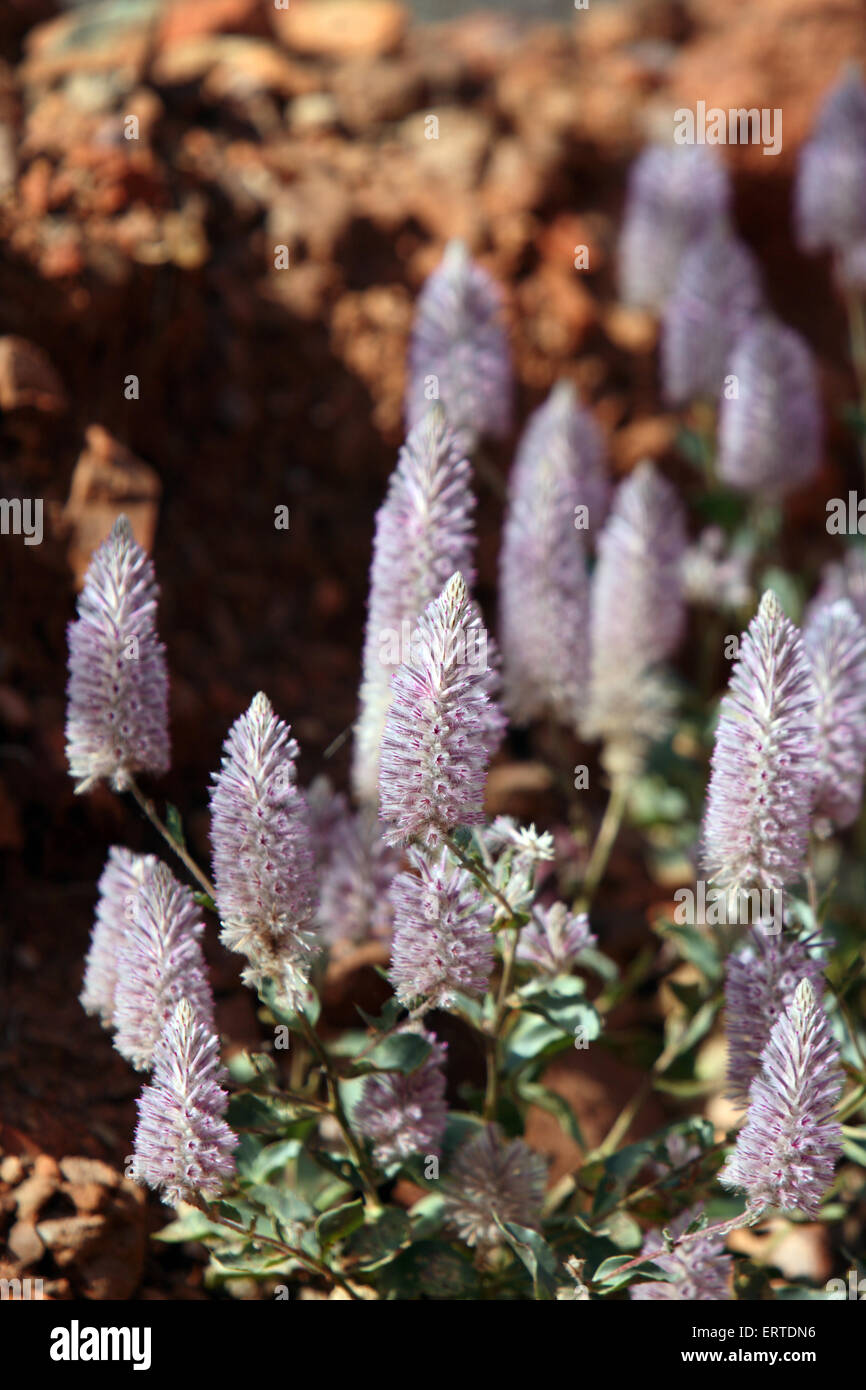 Mulla Mulla Flower High Resolution Stock Photography and Images - Alamy