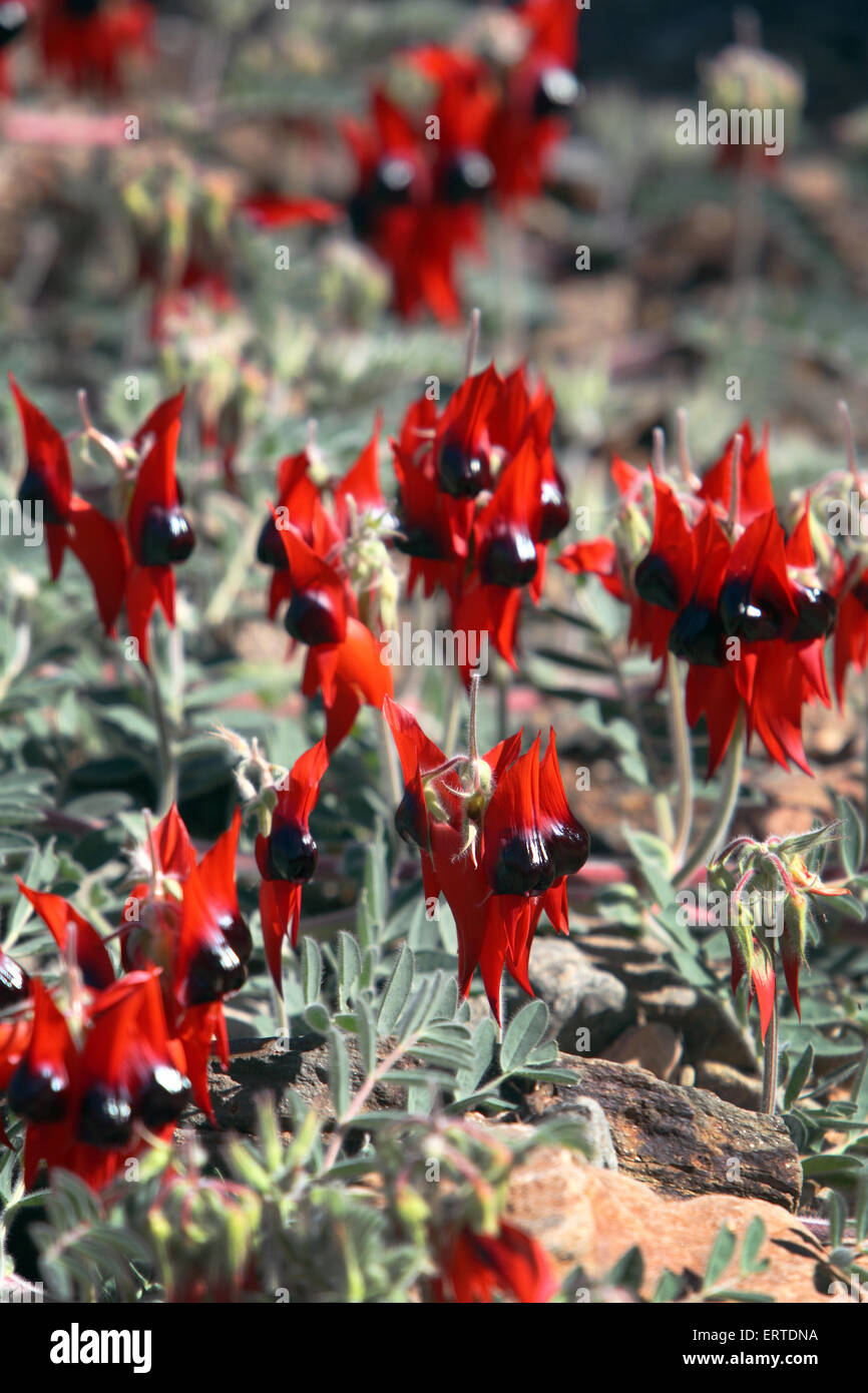 Sturt's Desert Pea, the floral emblem of South Australia. Flinders ...