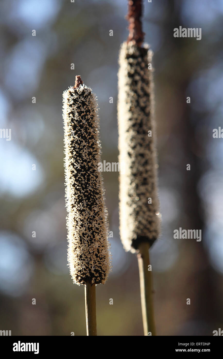 Yacca also knowns as grass tree. Flinders Ranges, South Australia Stock ...