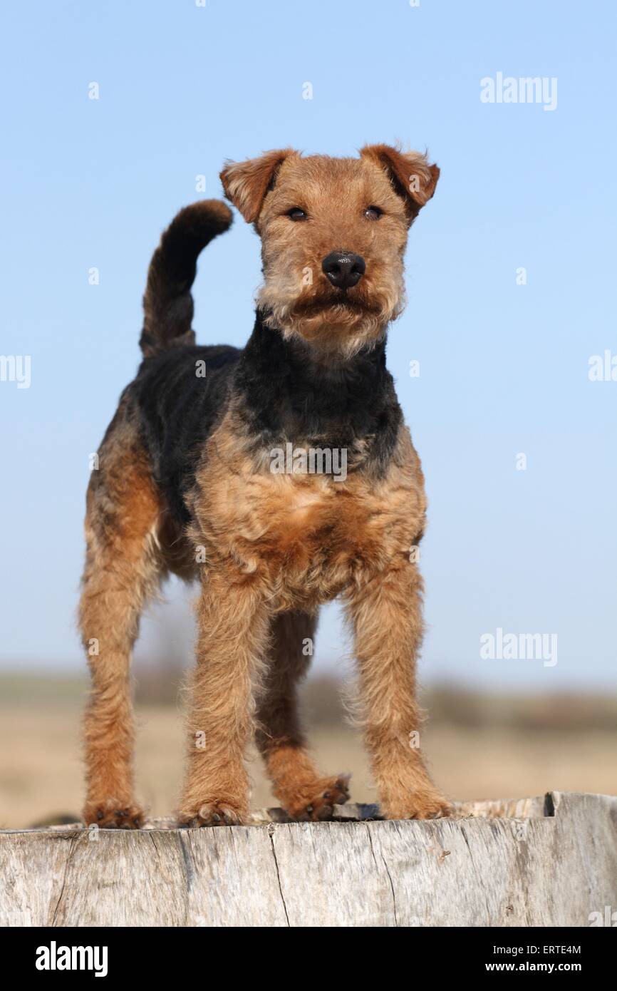 Welsh terrier hi-res stock photography and images - Alamy