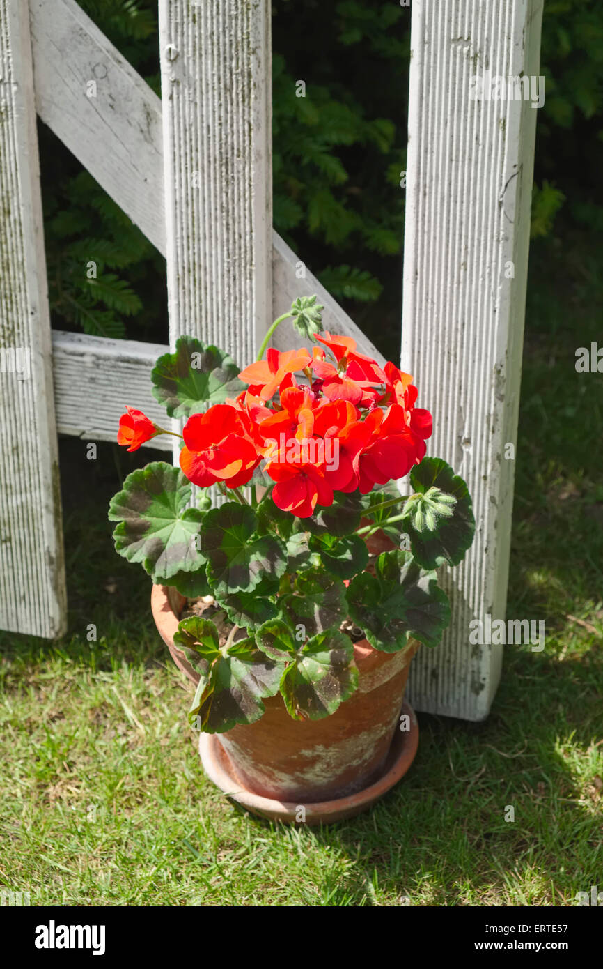 Small Pot of Geraniums Holding Open a White Painted Rustic Garden Gate ...