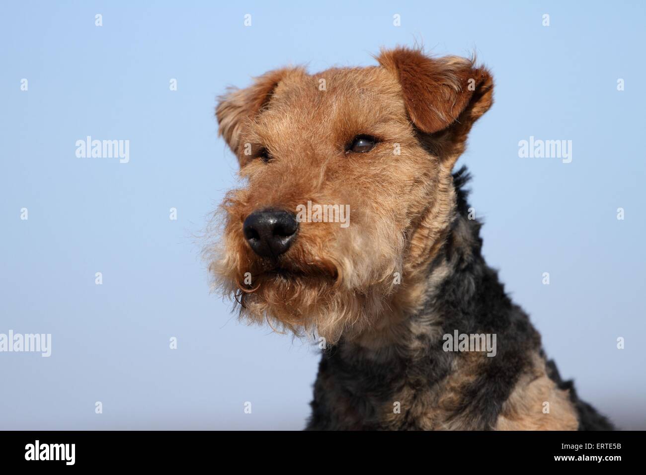 Welsh Terrier Portrait Stock Photo - Alamy