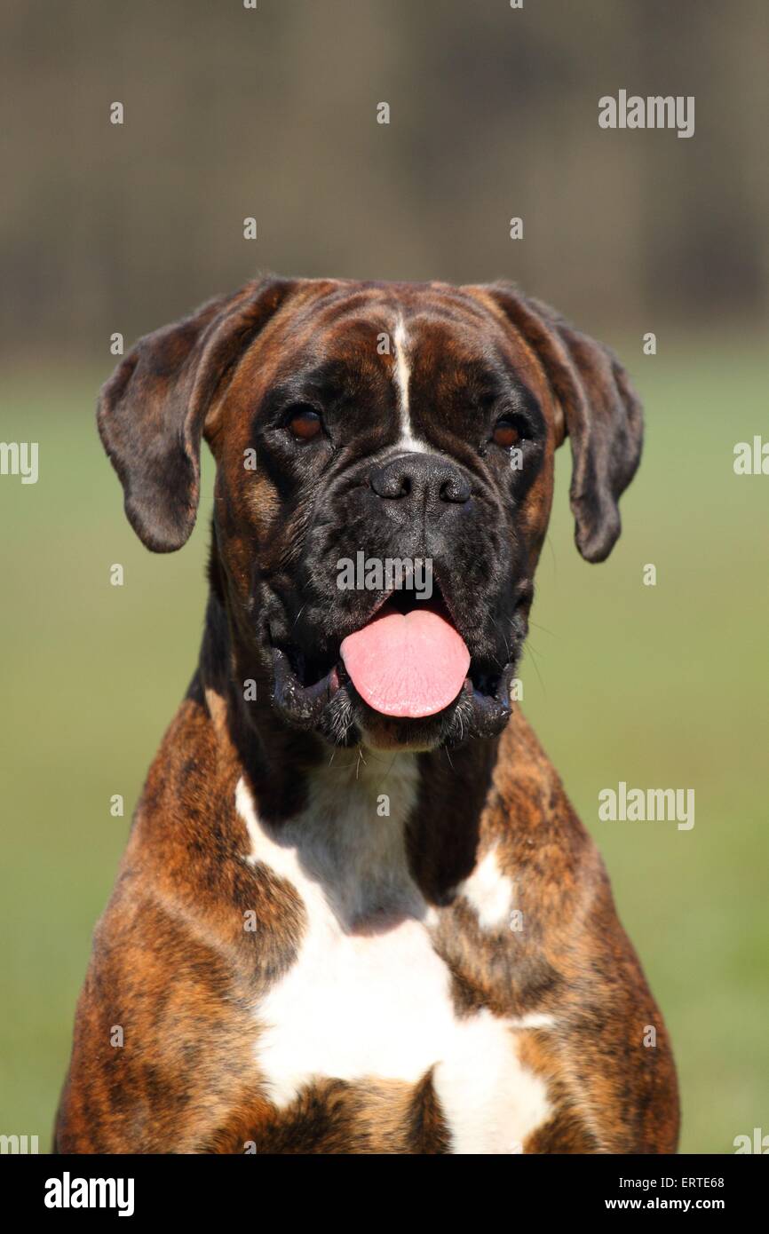 German Boxer Portrait Stock Photo - Alamy