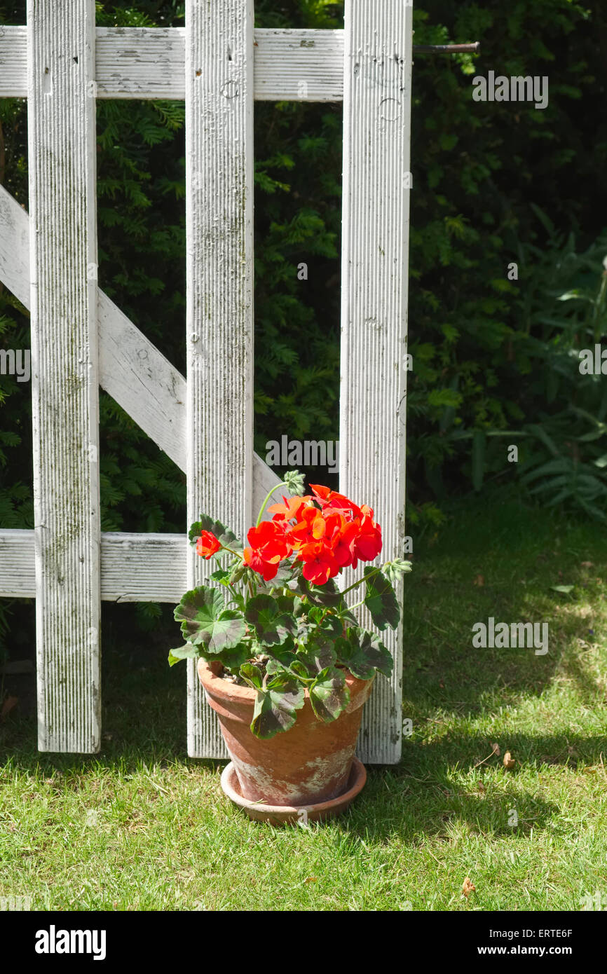 Small Pot of Geraniums Holding Open a White Painted Rustic Garden Gate ...