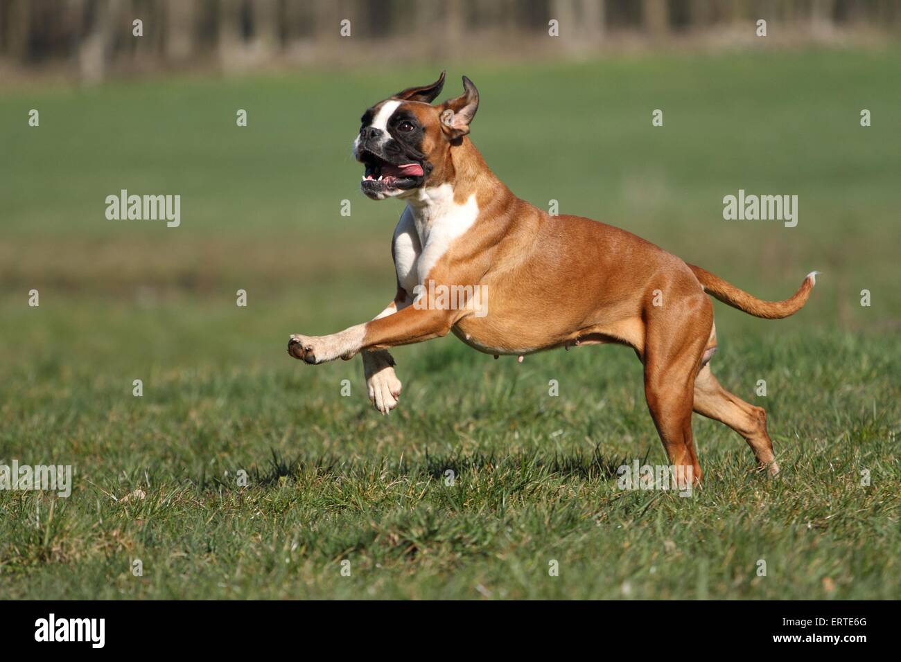 running German Boxer Stock Photo - Alamy