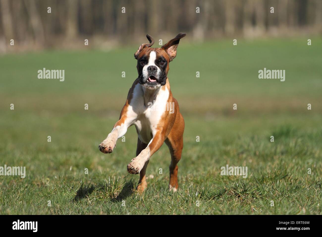 running German Boxer Stock Photo - Alamy