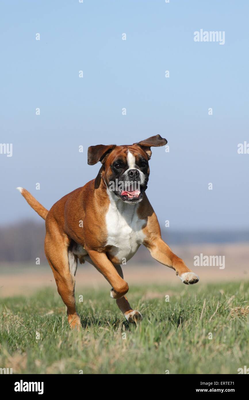 running German Boxer Stock Photo - Alamy