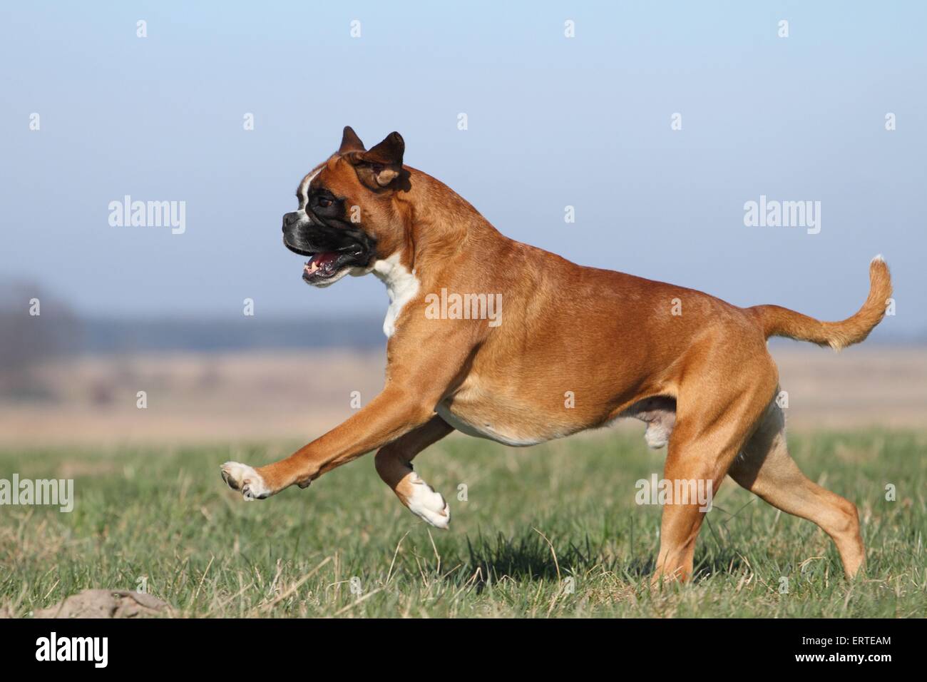 running German Boxer Stock Photo - Alamy