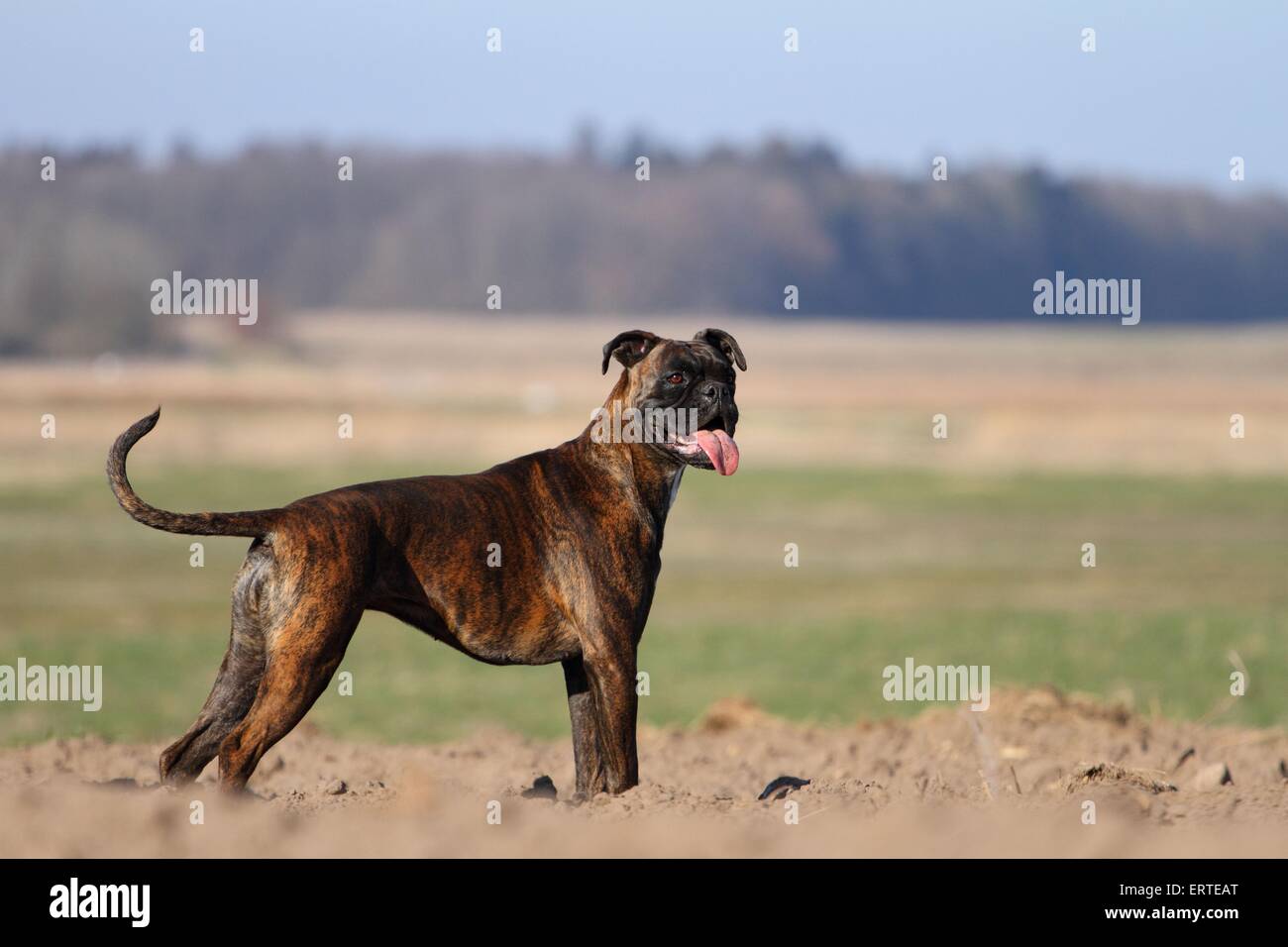 Brindle boxer dog hi-res stock photography and images - Alamy