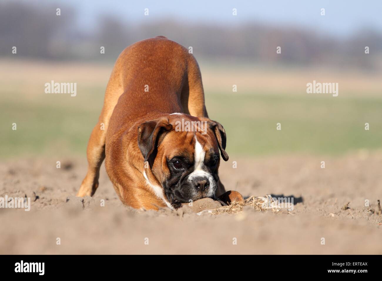 German challenge hi-res stock photography and images - Alamy