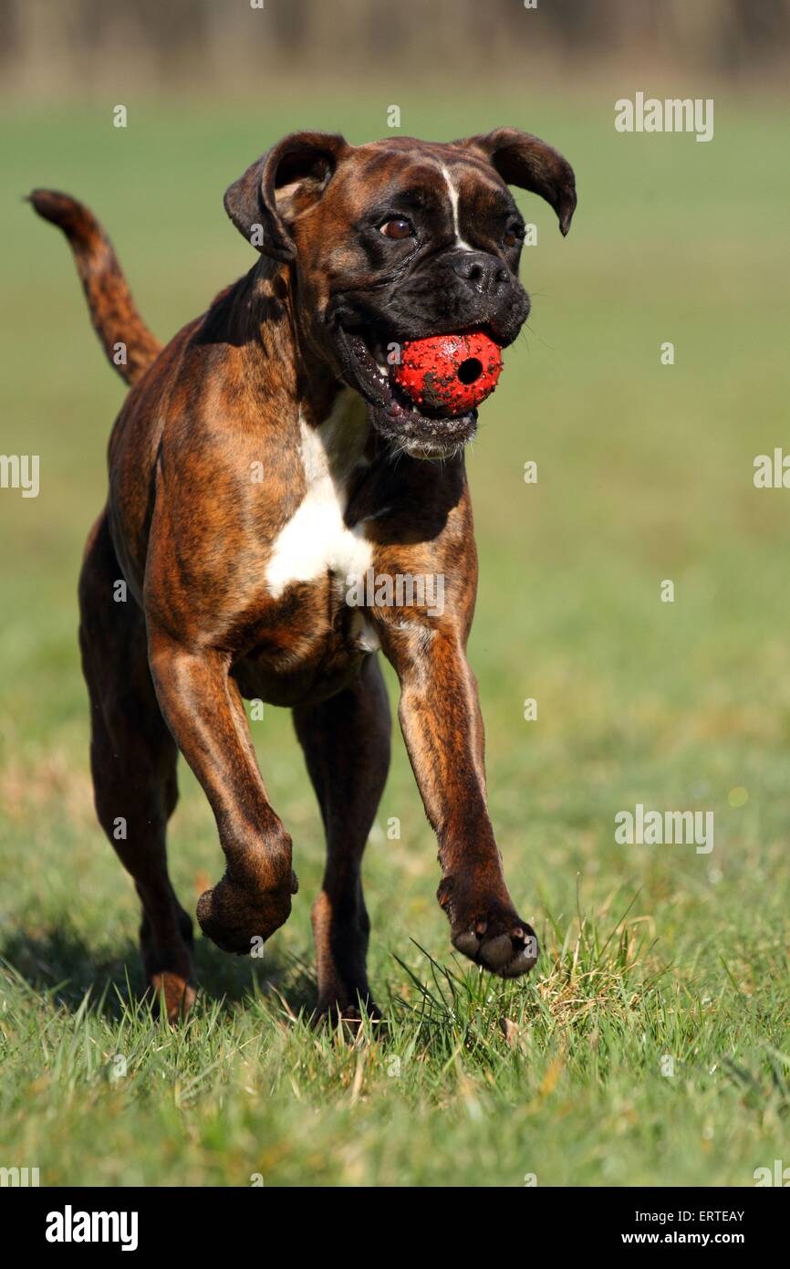 playing German Boxer Stock Photo - Alamy