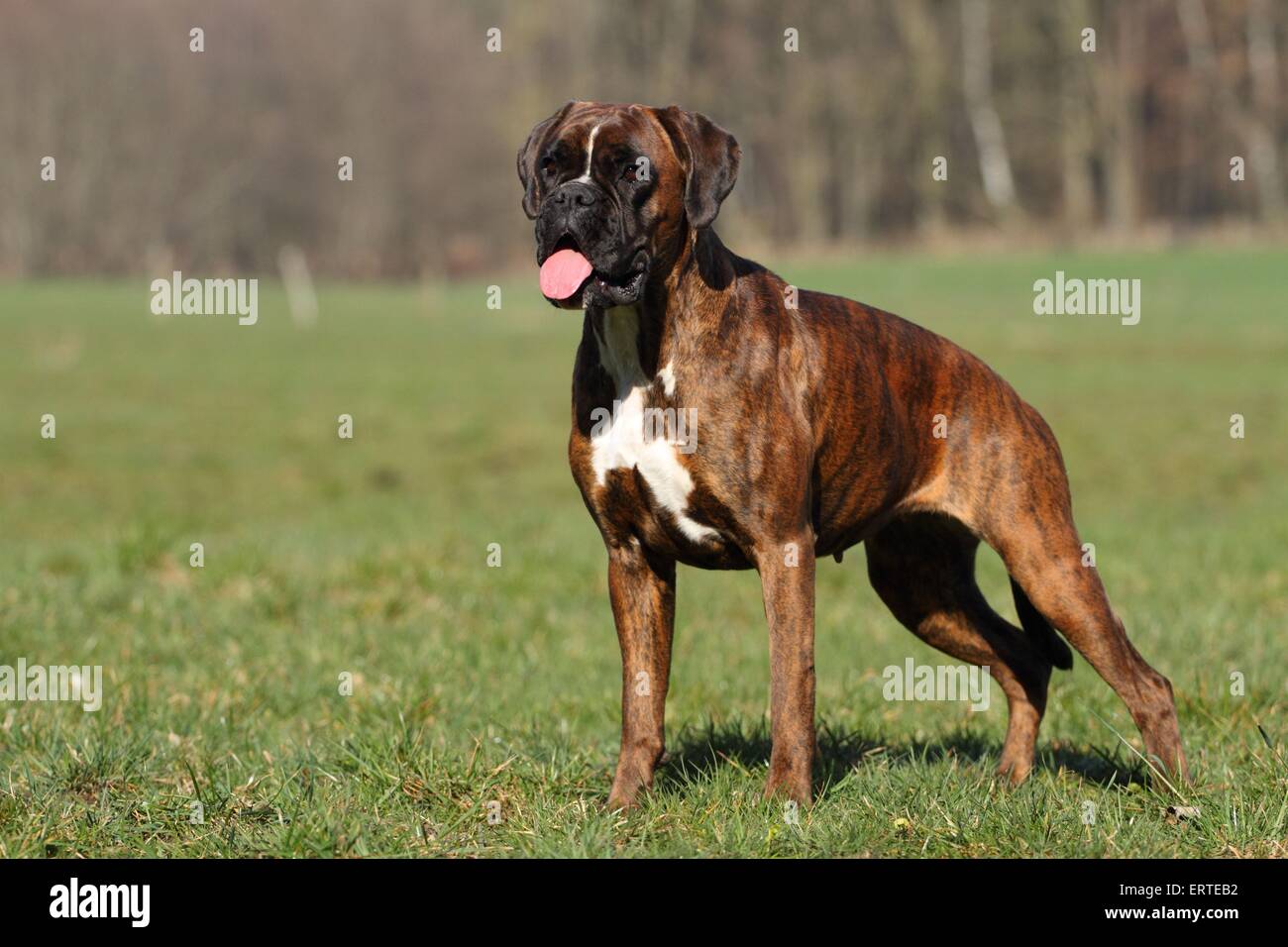Boxer dogs hi-res stock photography and images - Alamy