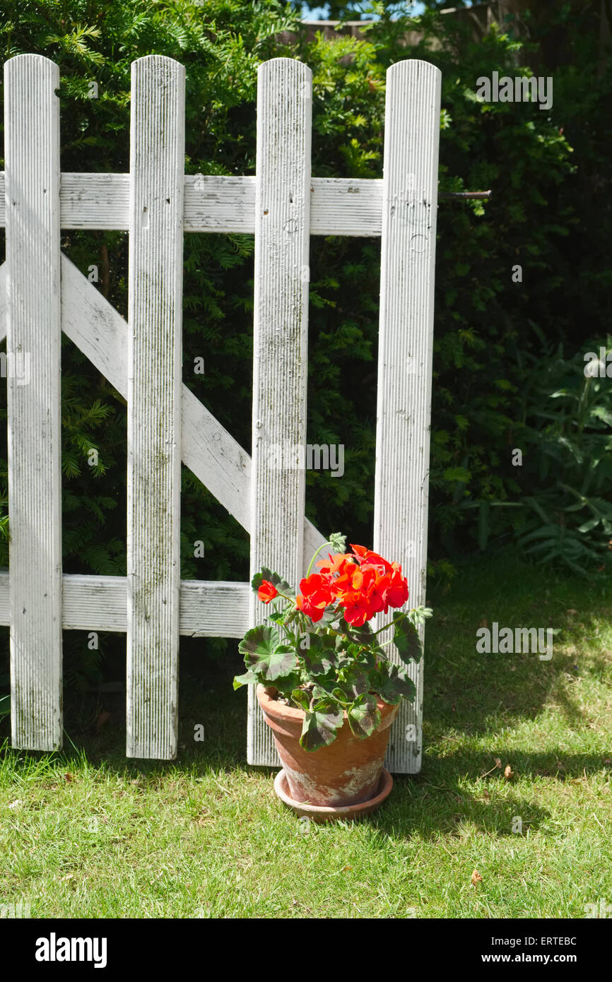 Small Pot of Geraniums Holding Open a White Painted Rustic Garden Gate ...