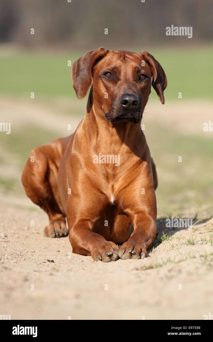 lying Rhodesian Ridgeback Stock Photo - Alamy