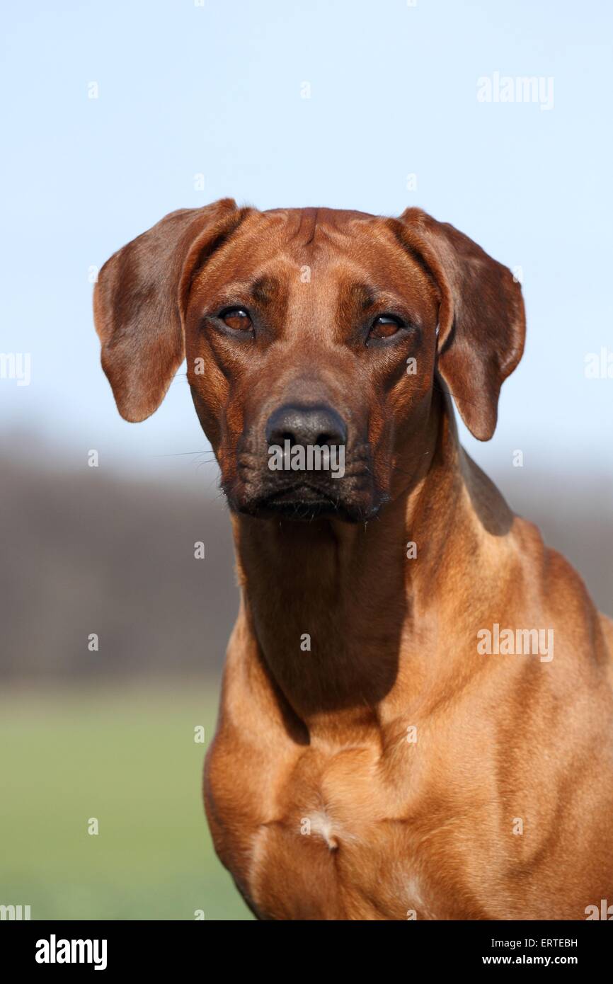 Rhodesian Ridgeback Portrait Stock Photo - Alamy