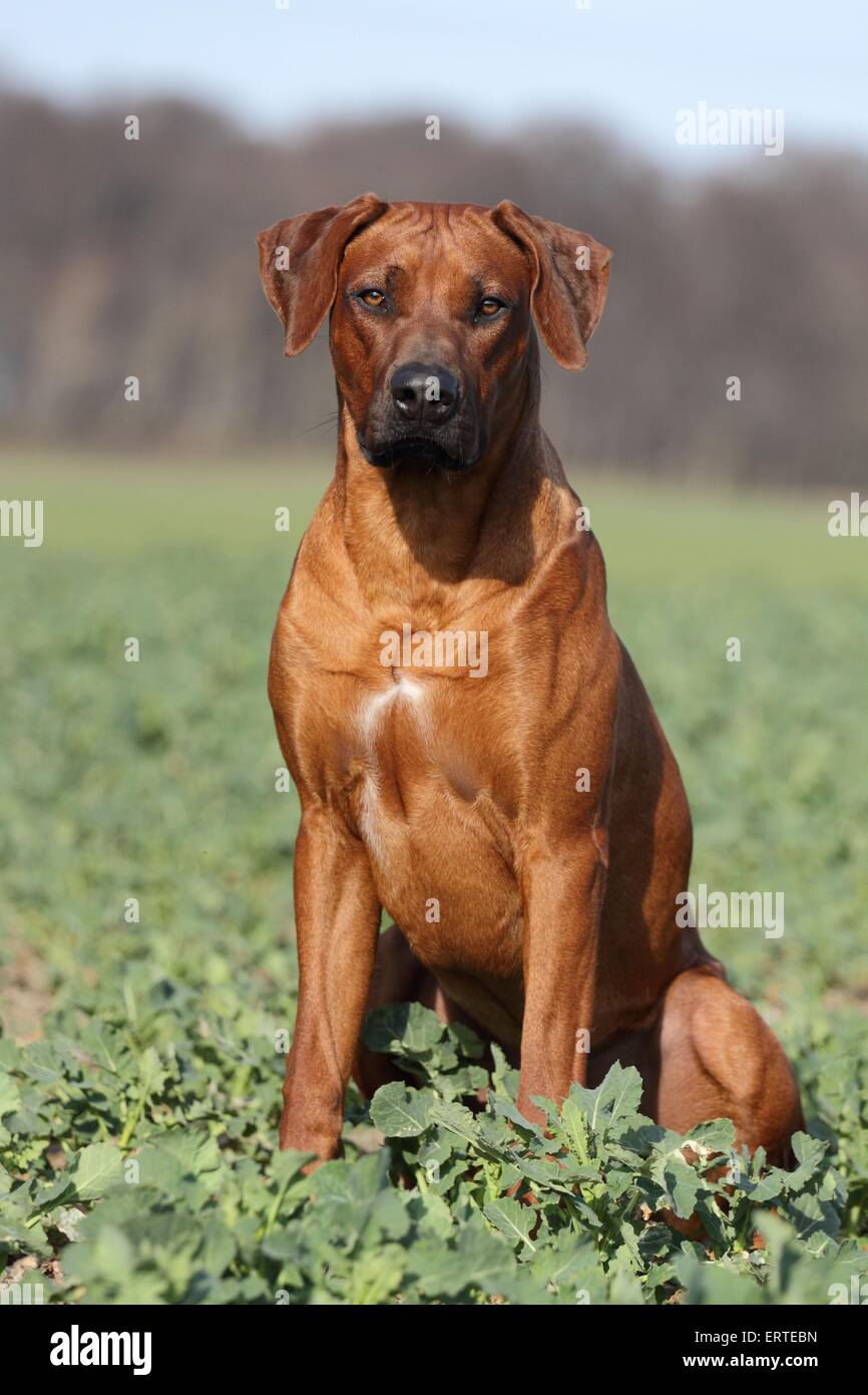 sitting Rhodesian Ridgeback Stock Photo - Alamy