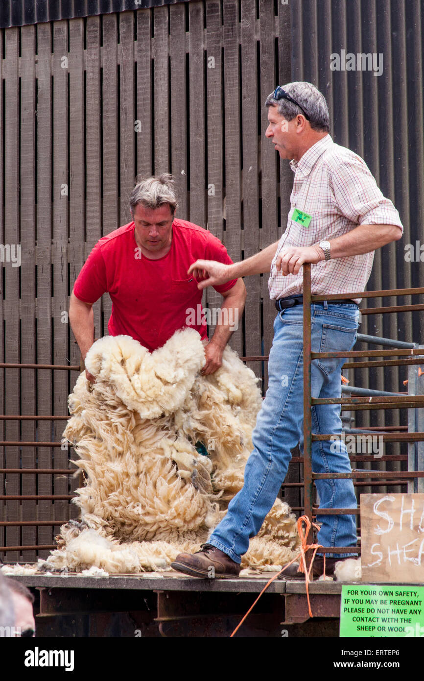 Sheep shearing demonstration at Cheriton Middle Farm on open farm ...