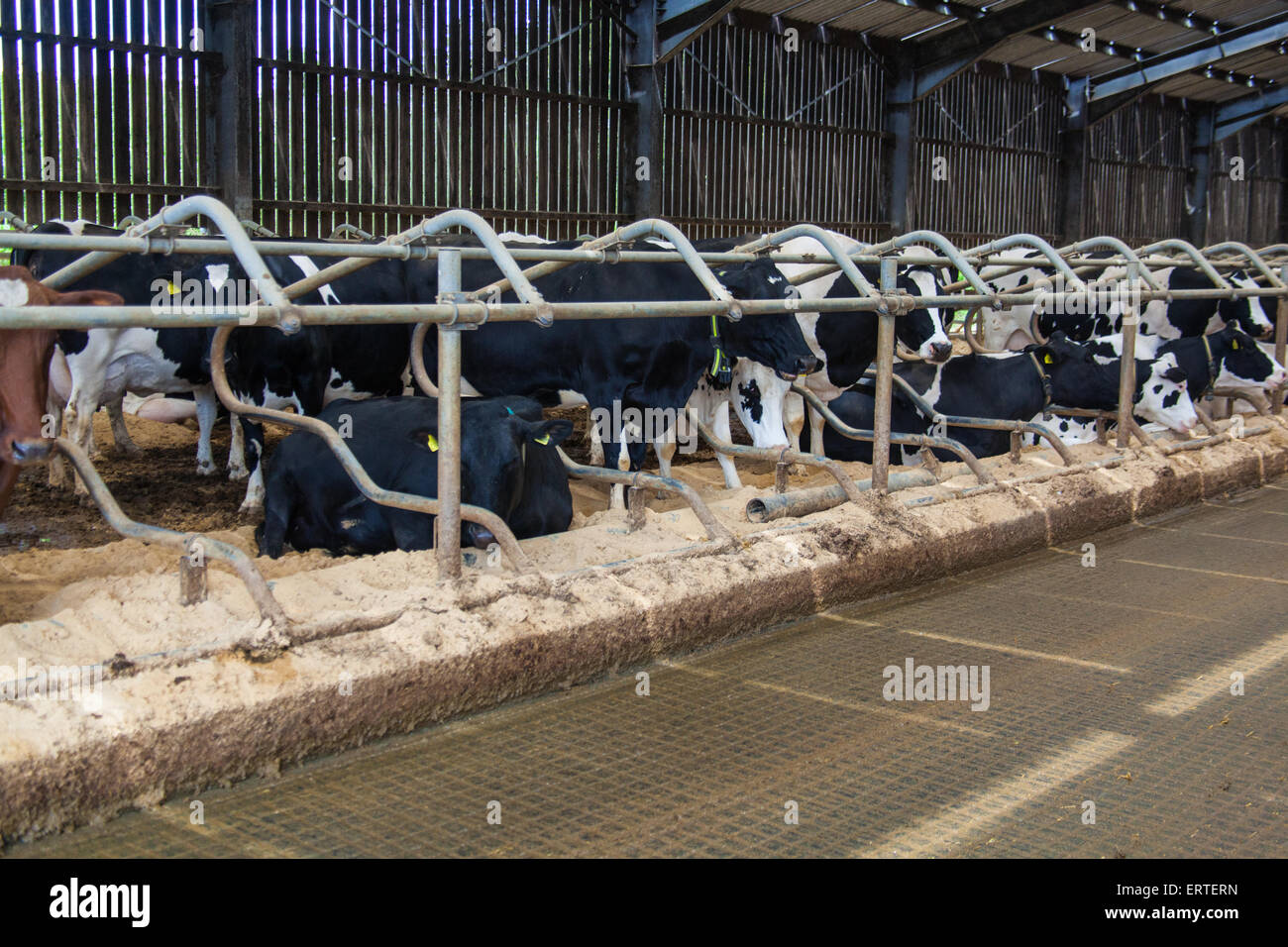 Intensive Dairy Farming High Resolution Stock Photography and Images ...