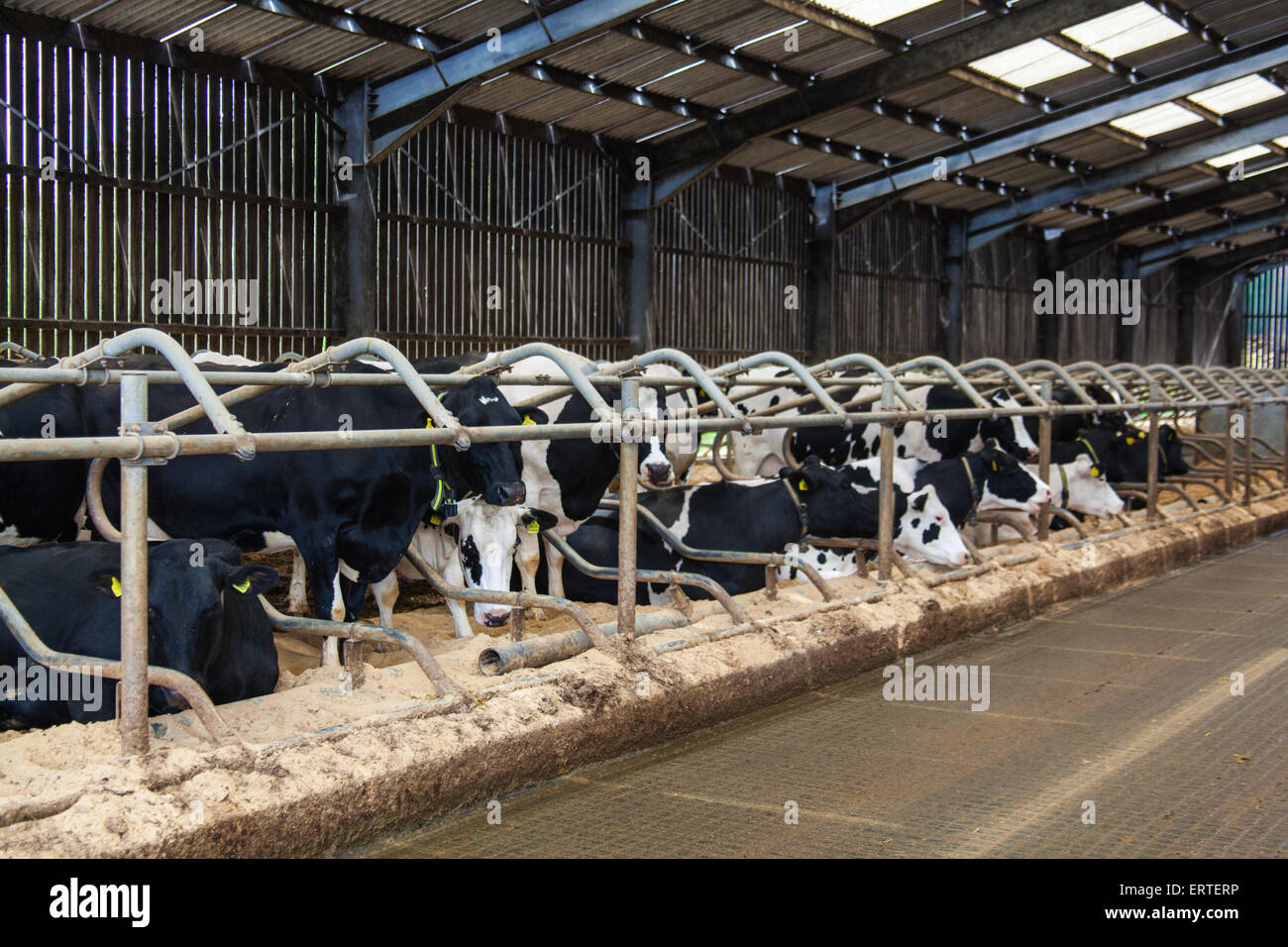 Intensive Animal Farming Cattle