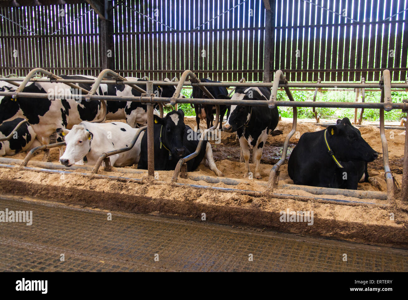 Dairy cows in an intensive indoor barn system.Cheriton Middle Farm ...