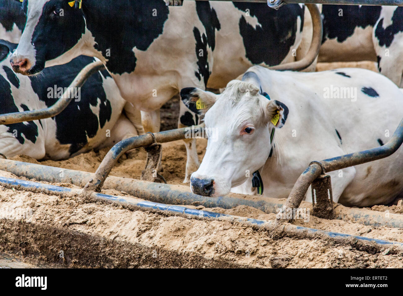 Dairy cows in an intensive indoor barn system.Cheriton Middle Farm ...