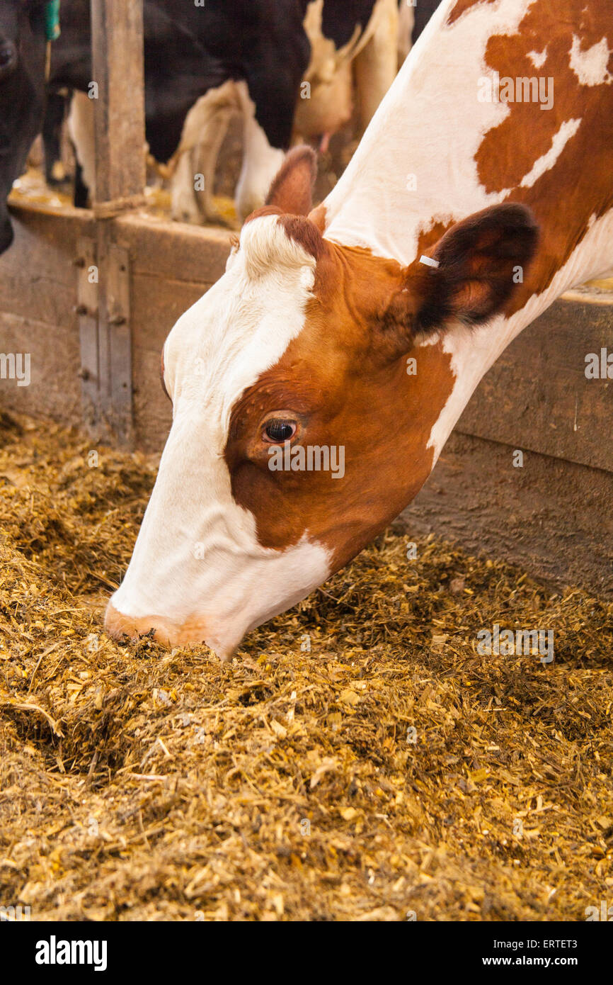 Intensive dairy farming hi-res stock photography and images - Alamy