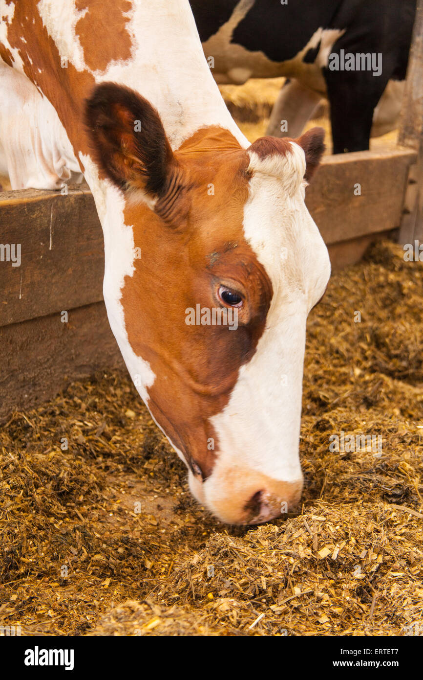 Dairy cows in an intensive indoor barn system.Cheriton Middle Farm ...