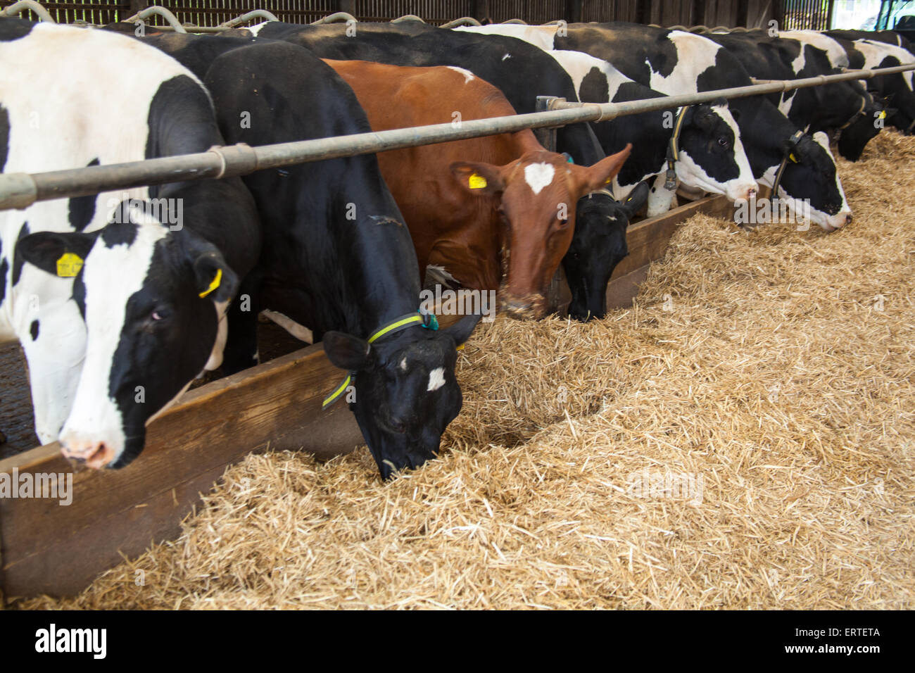 Animal housing system hi-res stock photography and images - Alamy