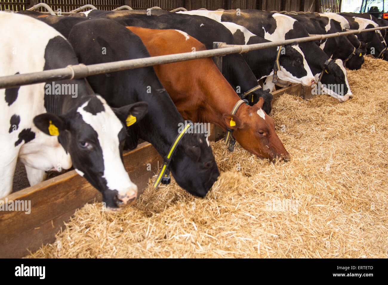 Indoor farm cows hi-res stock photography and images - Alamy