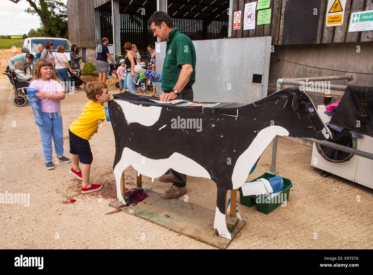Boy calving the training cow at Cheriton Middle Farm on open farm ...
