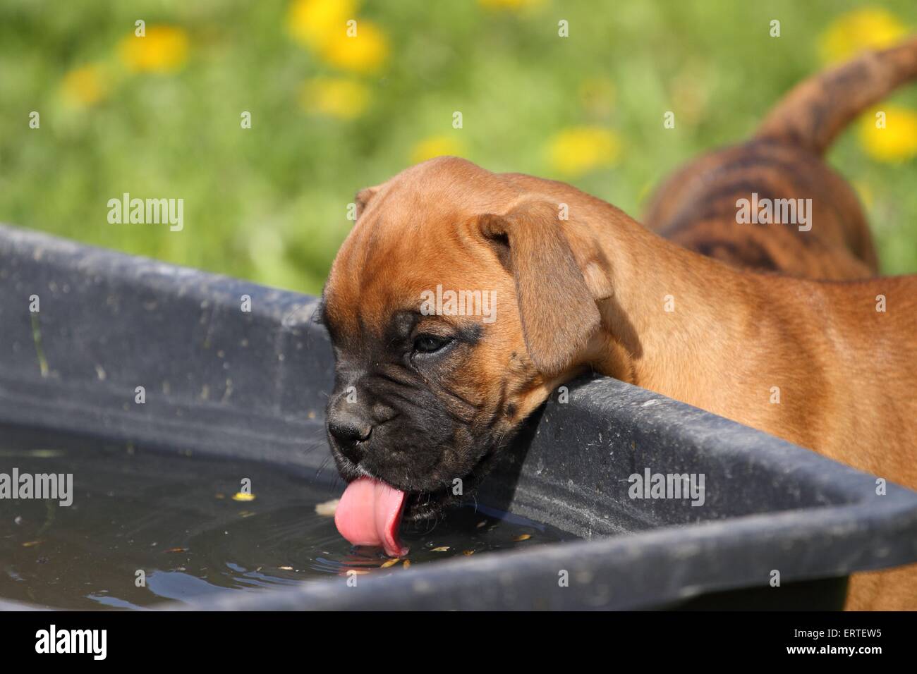 Drink mongrel hi-res stock photography and images - Alamy