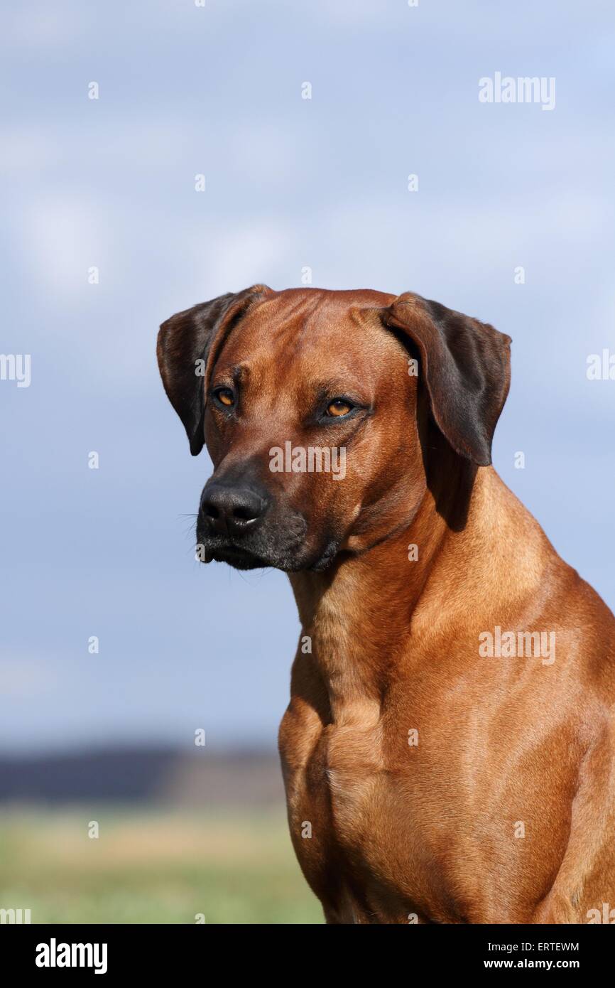 Rhodesian Ridgeback Portrait Stock Photo - Alamy