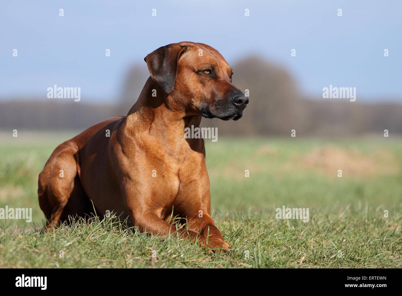 lying Rhodesian Ridgeback Stock Photo - Alamy