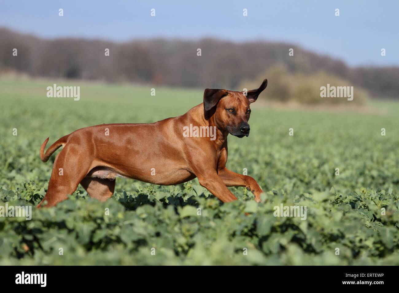 running Rhodesian Ridgeback Stock Photo - Alamy