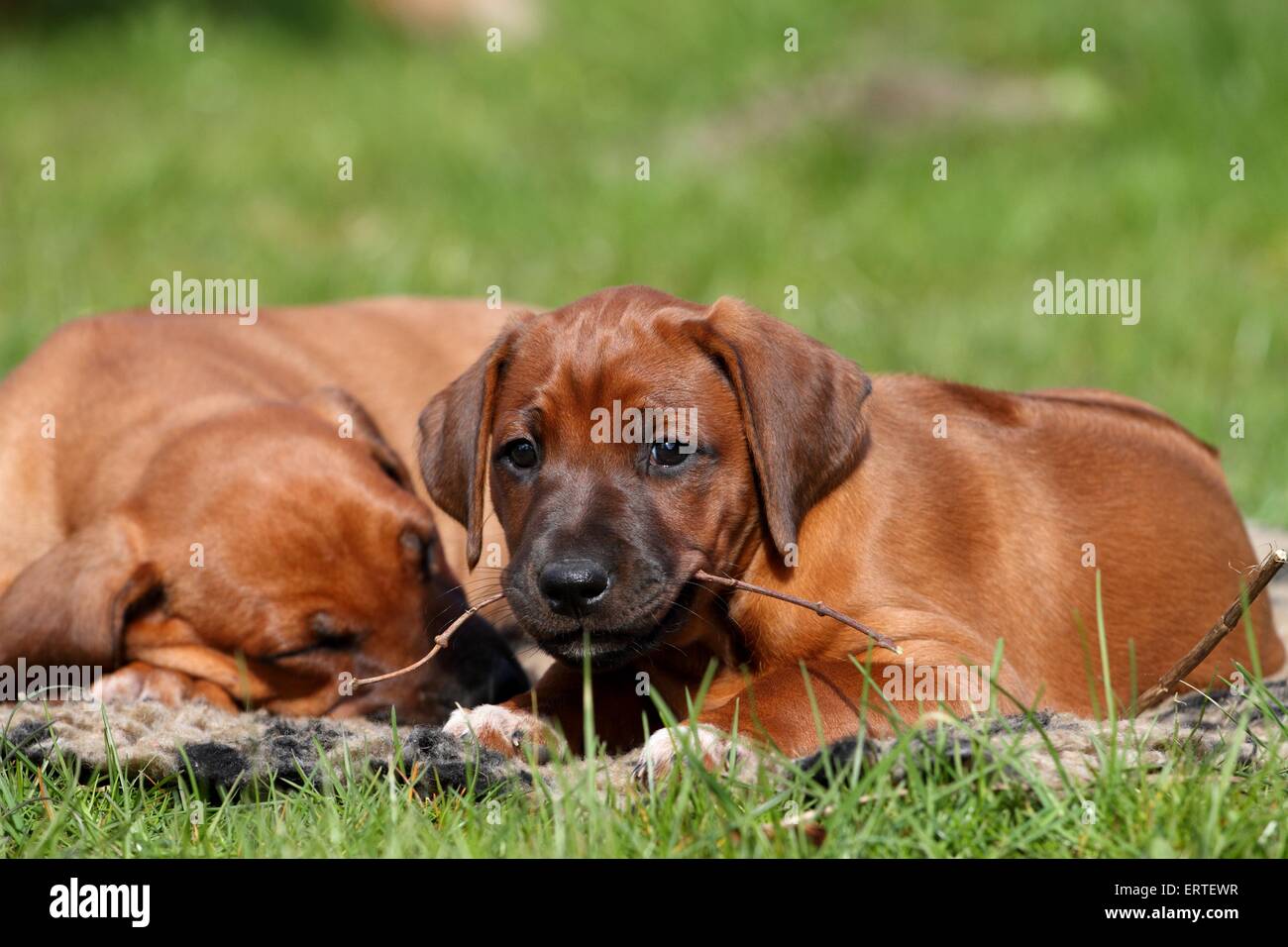 Rhodesian Ridgeback Puppies Stock Photo - Alamy