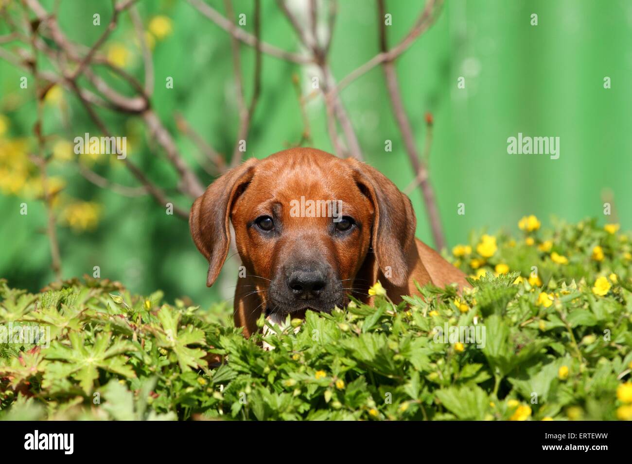 Rhodesian Ridgeback Puppy Stock Photo - Alamy