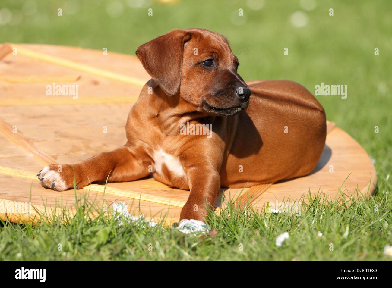 Rhodesian Ridgeback Puppy Stock Photo - Alamy