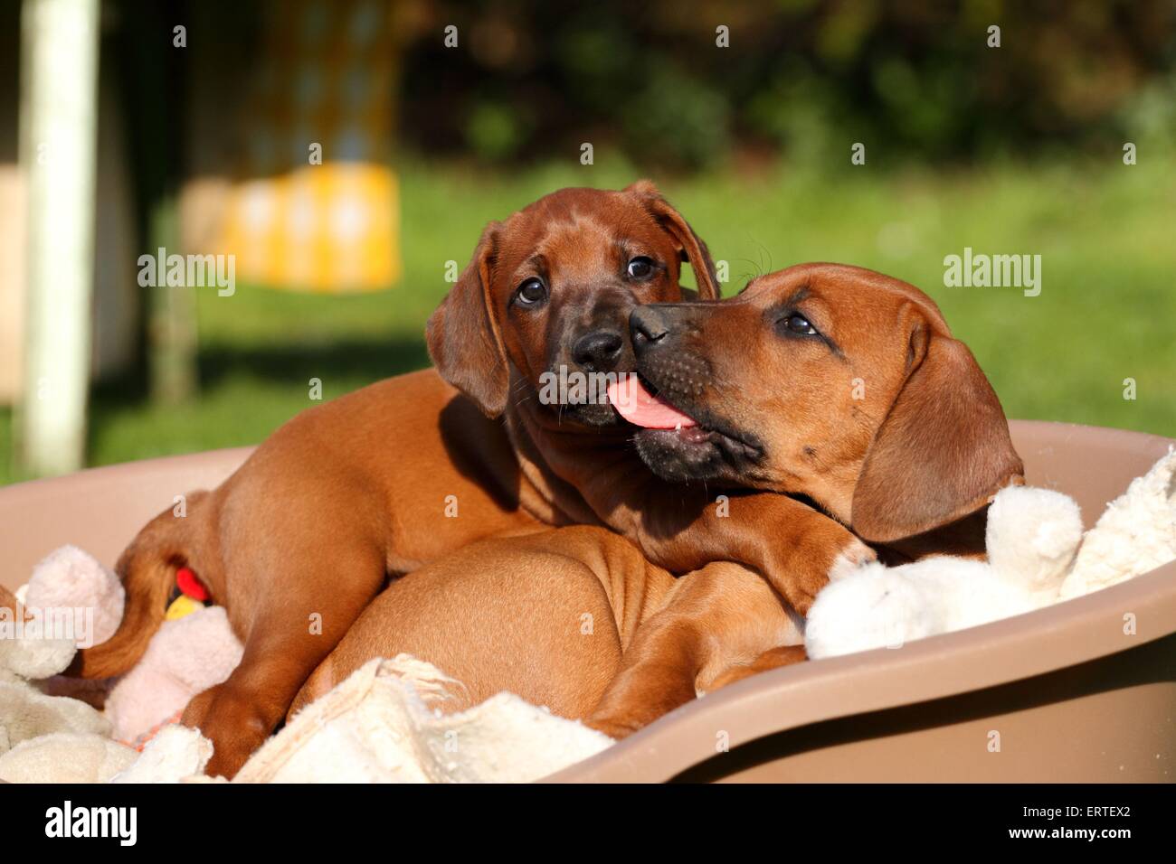 Rhodesian Ridgeback Puppies Stock Photo - Alamy