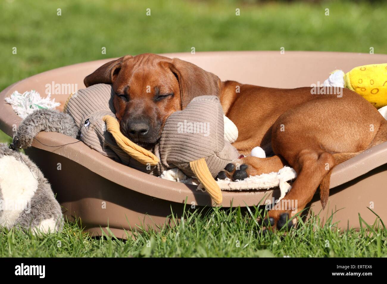 Rhodesian Ridgeback Puppy Stock Photo - Alamy
