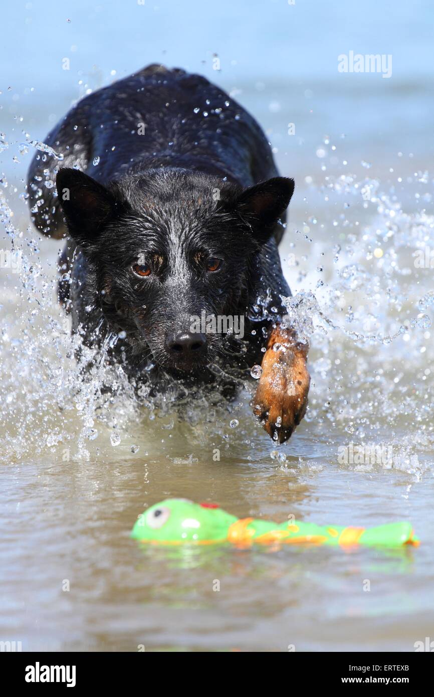 playing Australian Cattle Dog Stock Photo - Alamy