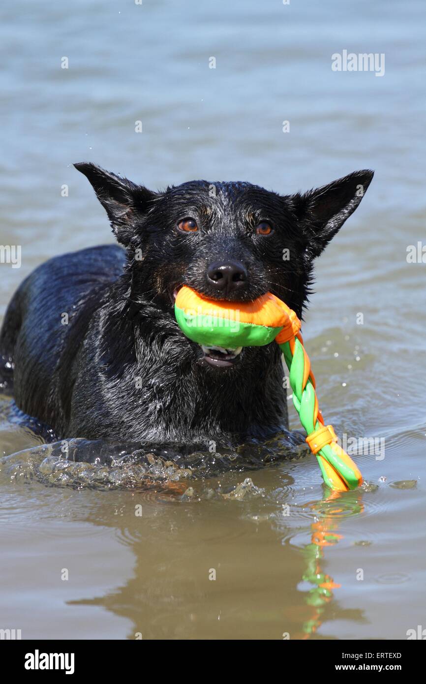 playing Australian Cattle Dog Stock Photo - Alamy